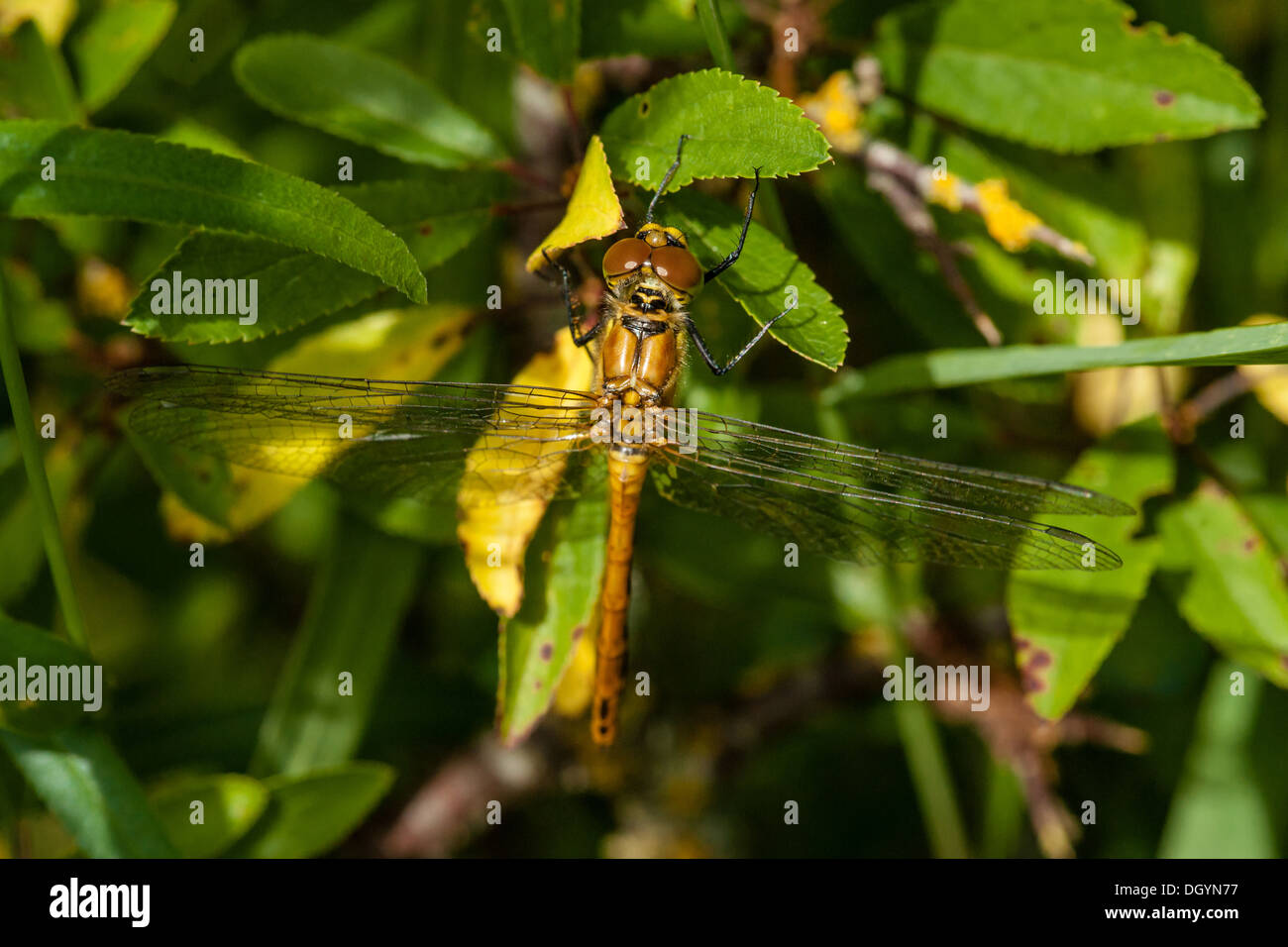 Yellow damselfly sitting on a green leaf Stock Photo - Alamy