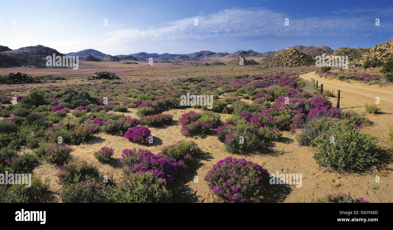 For much of the year Namaqualand is dry and desolate, but come spring ...
