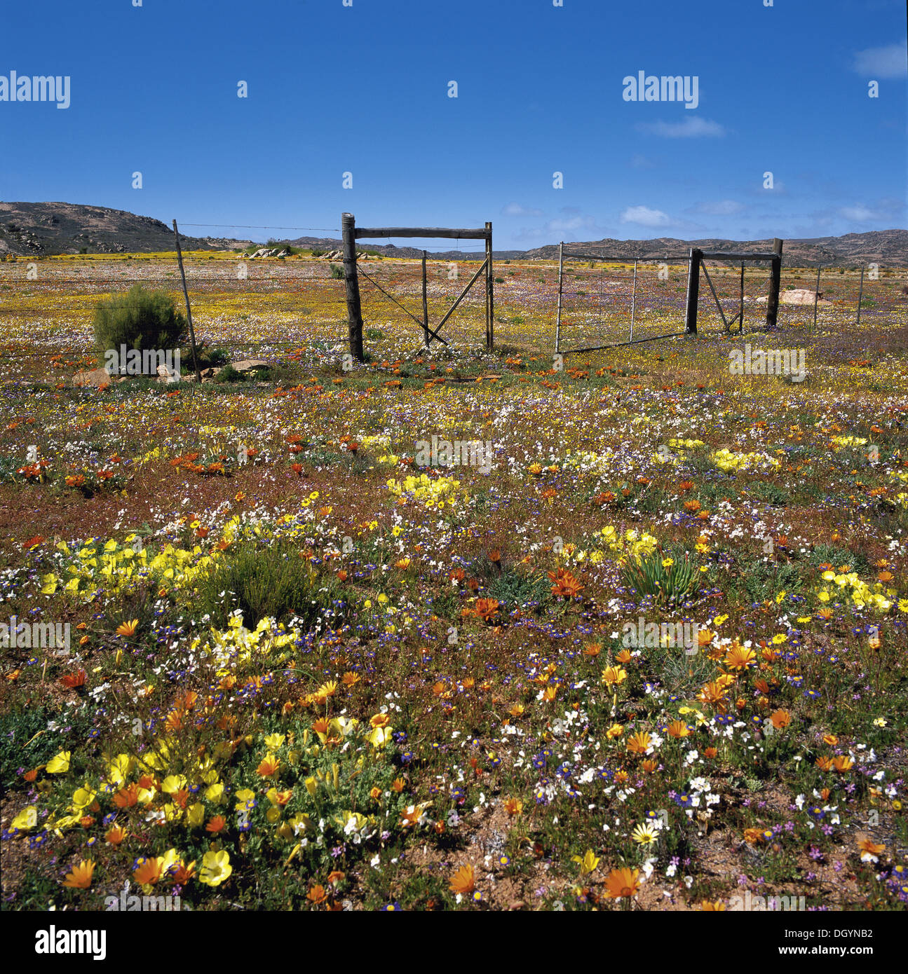 For much of the year Namaqualand is dry and desolate, but come spring ...