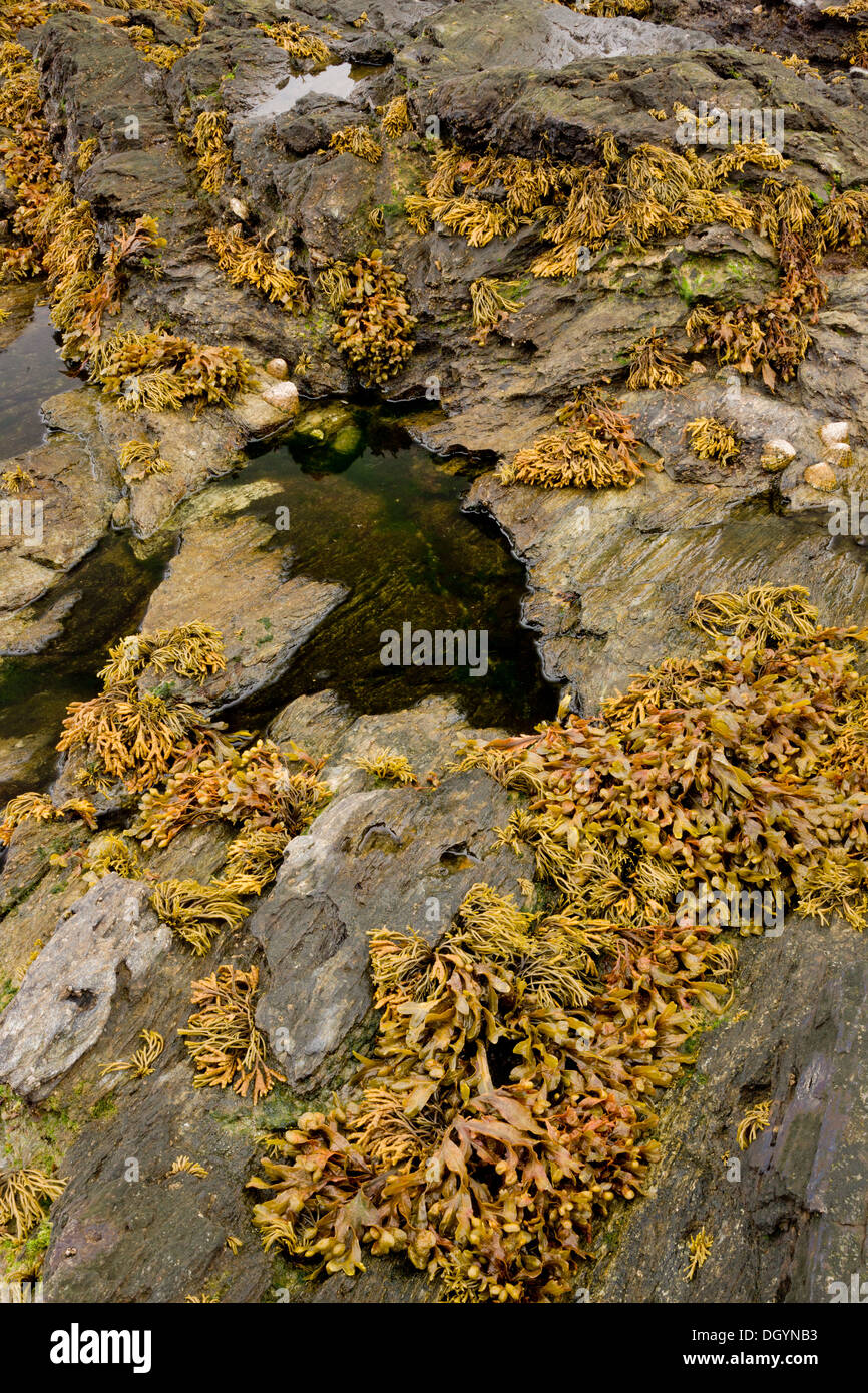 Rock pools rockpools hi-res stock photography and images - Alamy