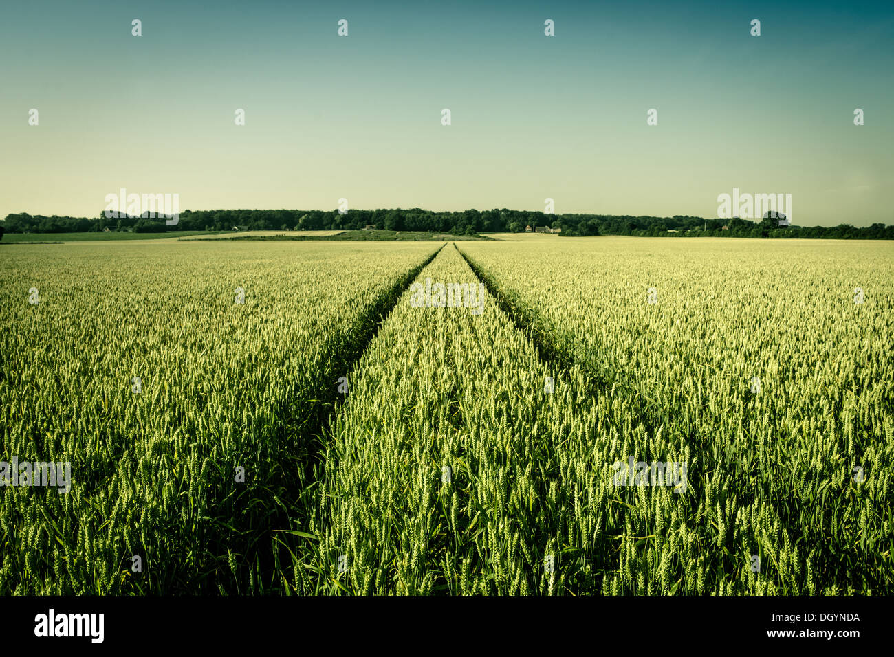 Wheat field in vintage colors Stock Photo - Alamy