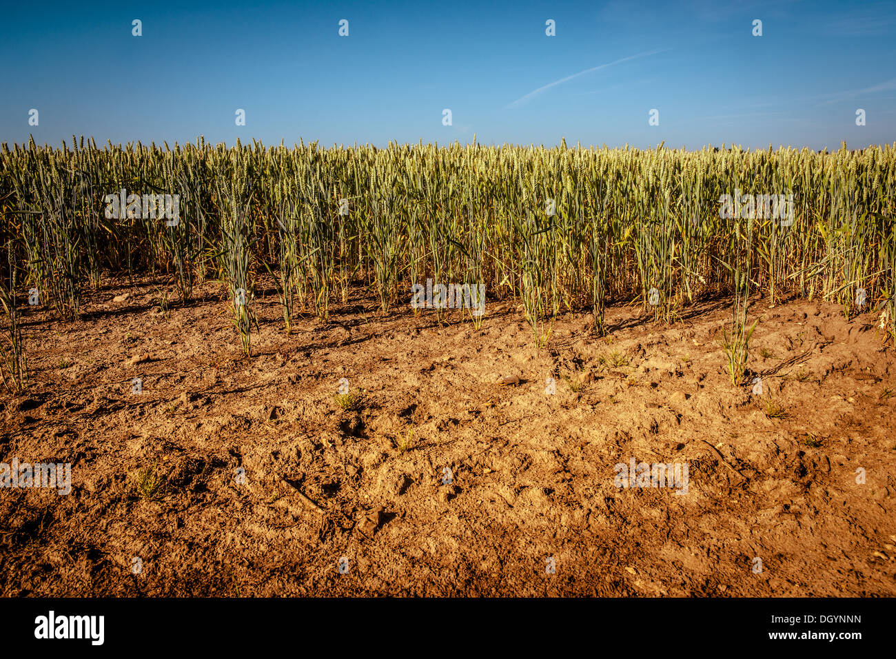 Wheat field on very dry soil Stock Photo - Alamy