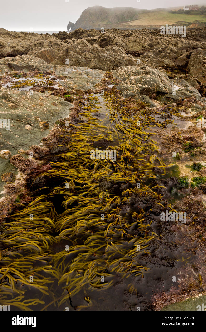 Devon rock pools hi-res stock photography and images - Alamy