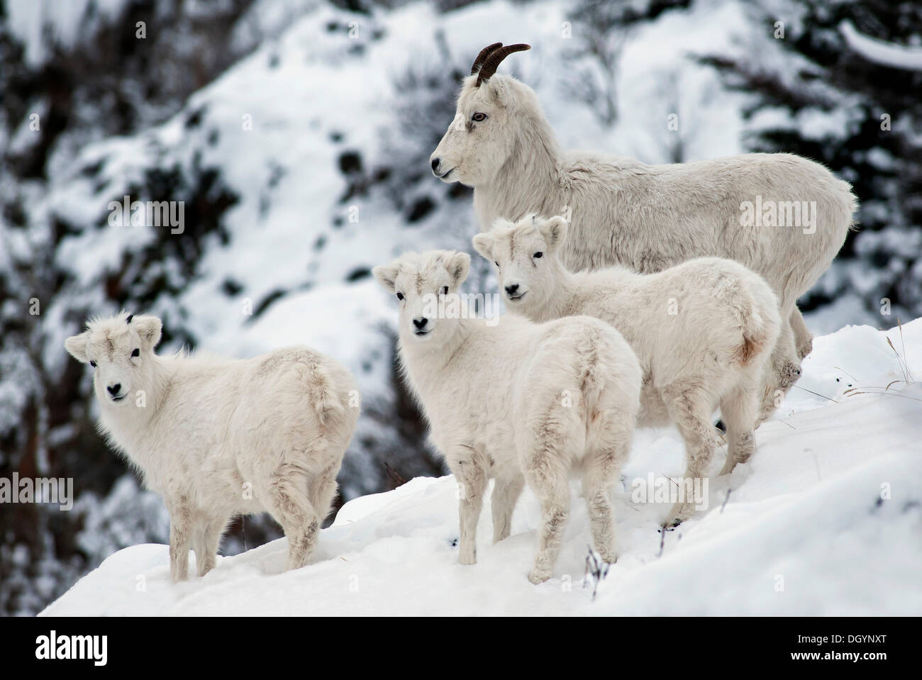 Sheep snow hi-res stock photography and images - Alamy