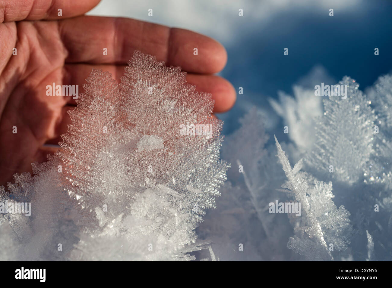 Hand touching ice crystals, Portage, Alaska Stock Photo - Alamy