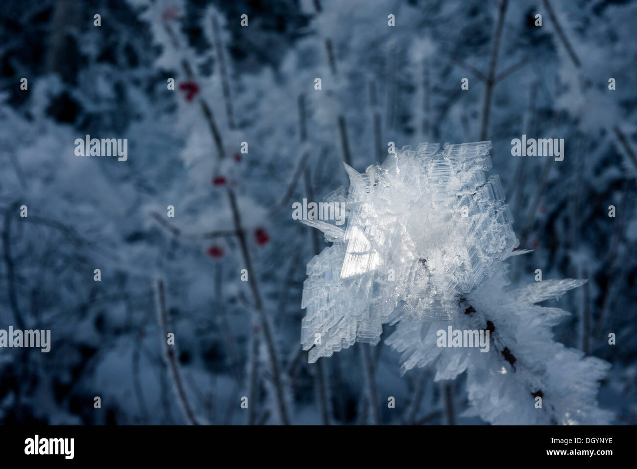 Ice crystals during cold spell at Lynx Creek, Alaska Stock Photo - Alamy