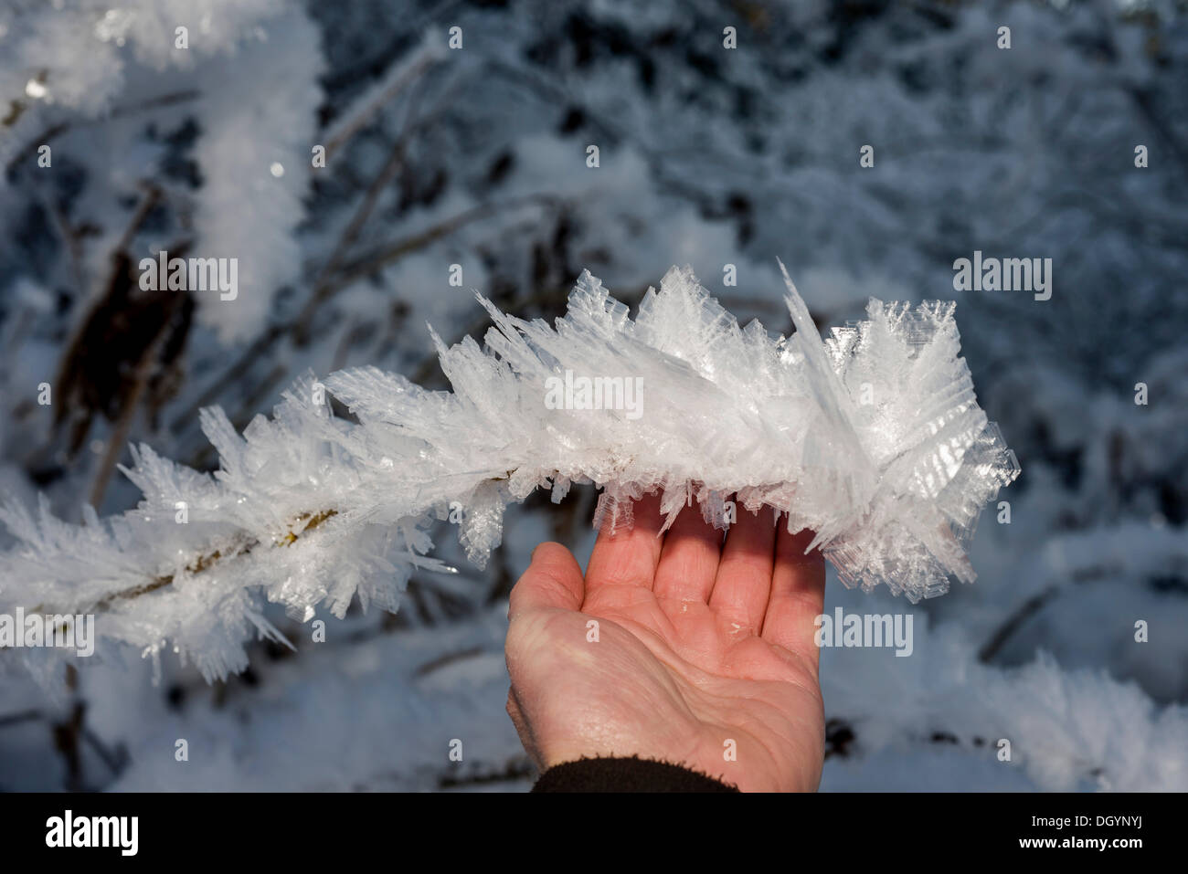Hand touching ice crystals during cold spell at Lynx Creek, Alaska ...