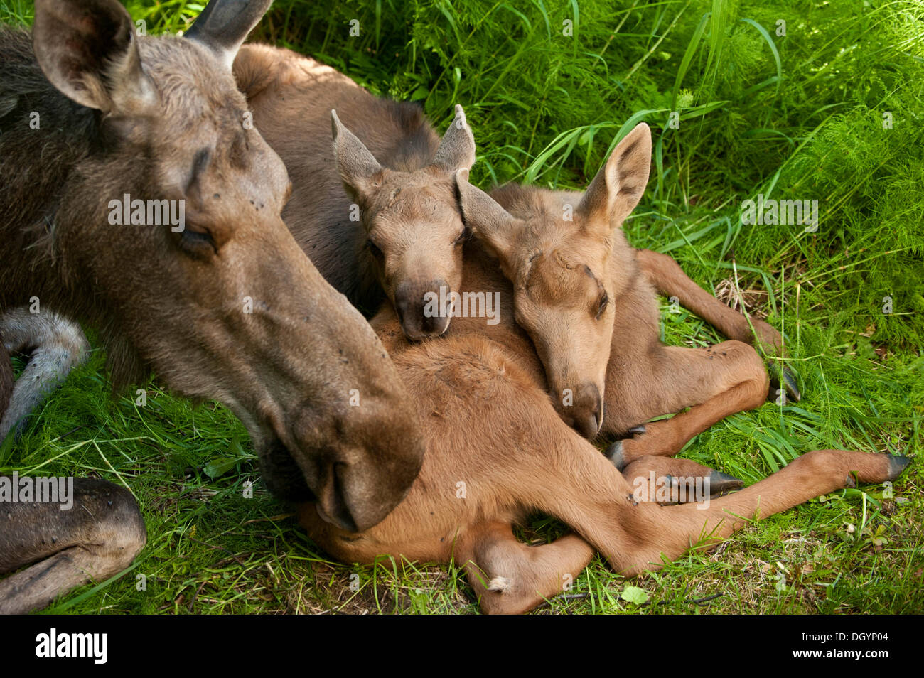 Moose cow with two calves hi-res stock photography and images - Alamy