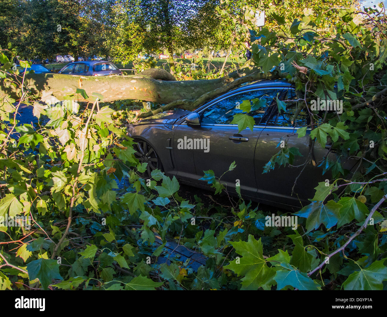 Car fallen tree hi-res stock photography and images - Alamy