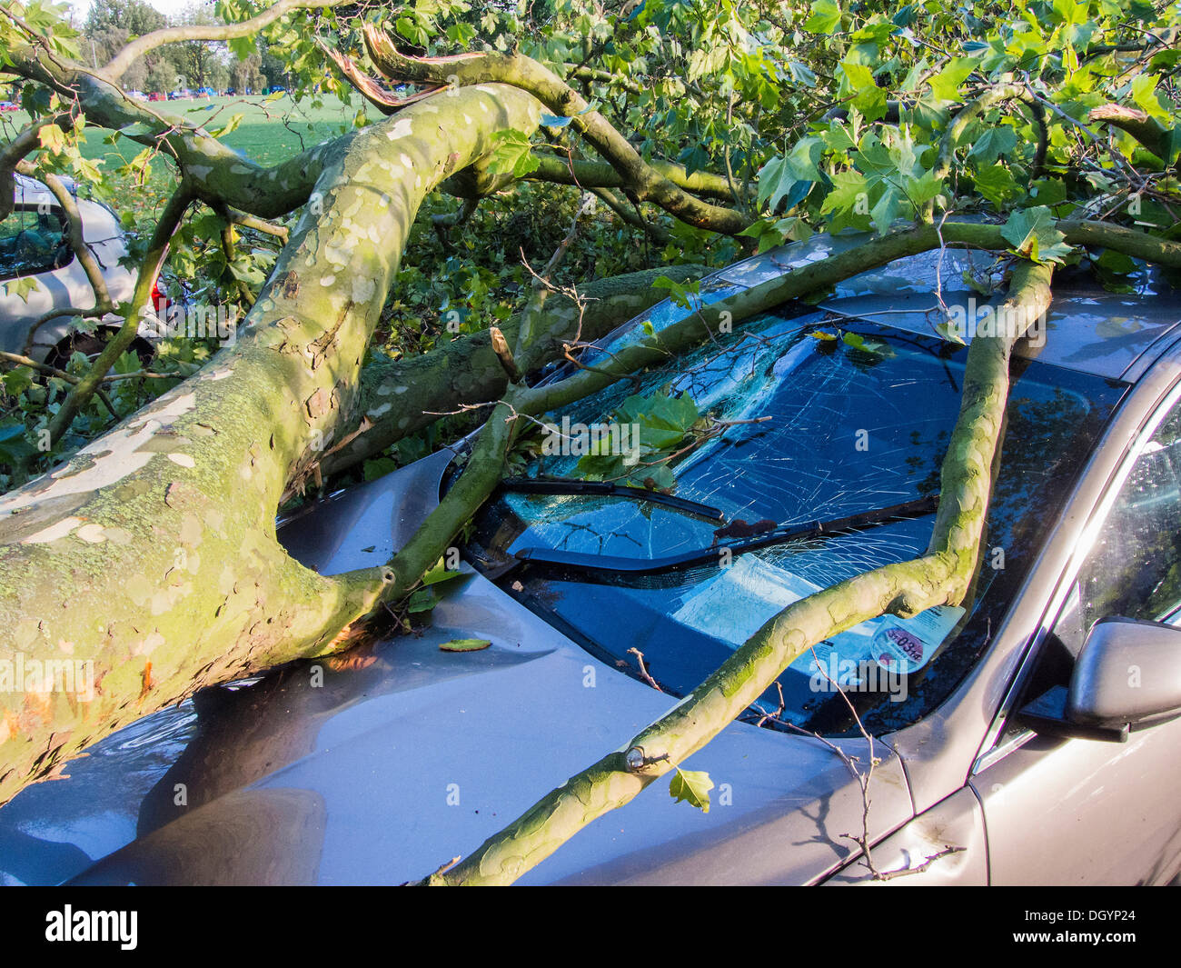 Damaged windscreen tree hi-res stock photography and images - Alamy