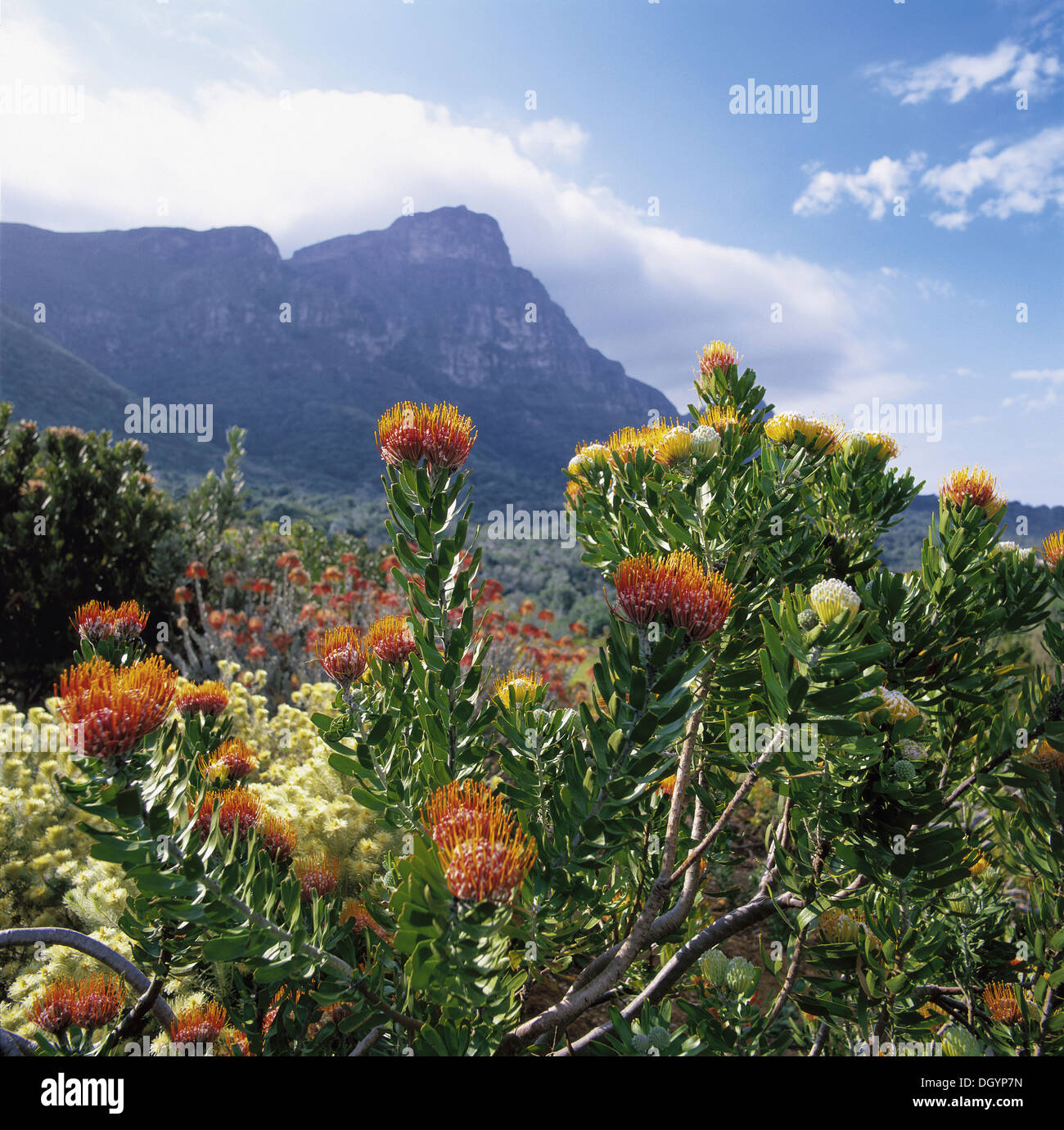 Protea family hi-res stock photography and images - Alamy