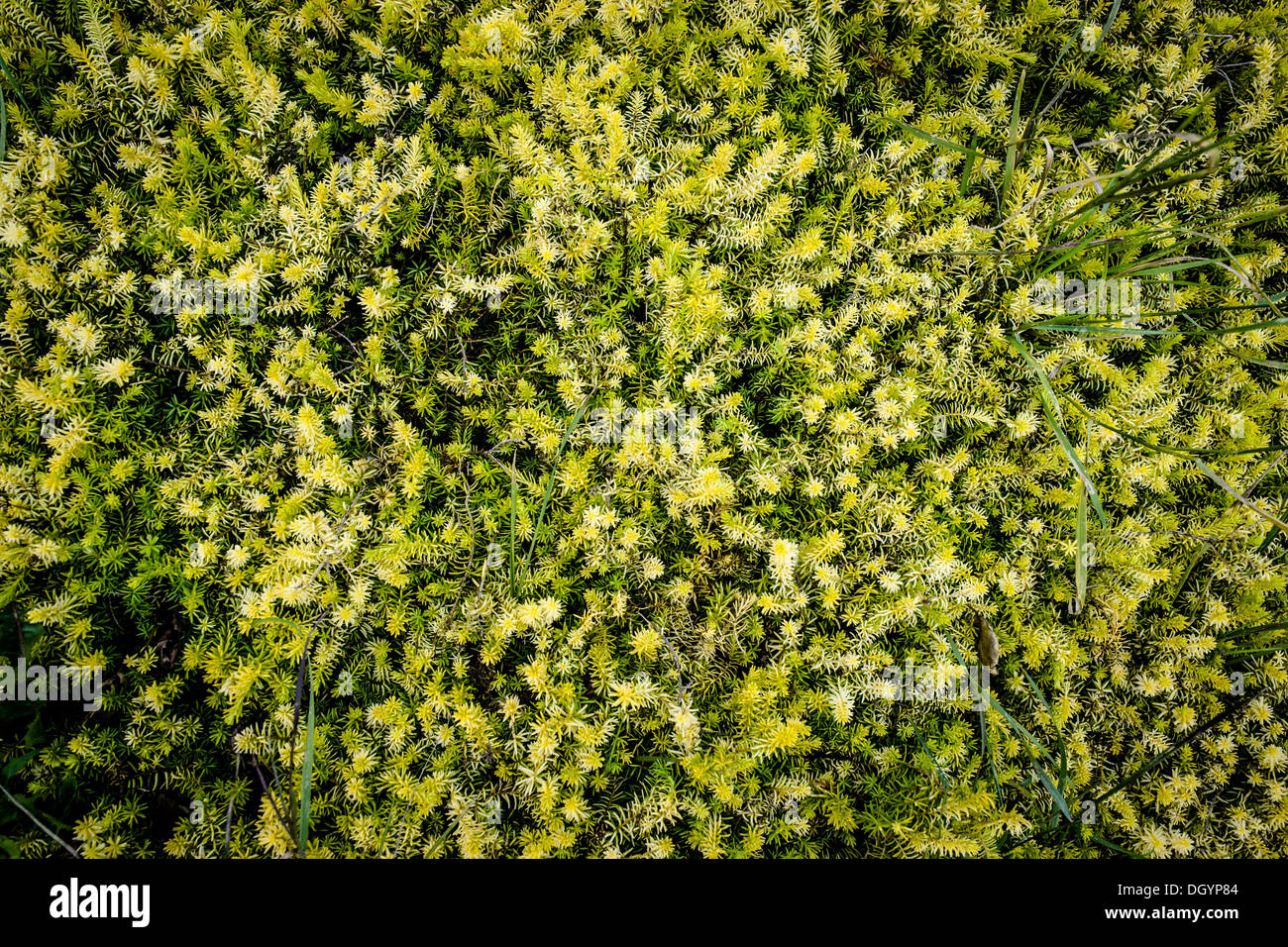 Massive pine surface in green colors Stock Photo - Alamy