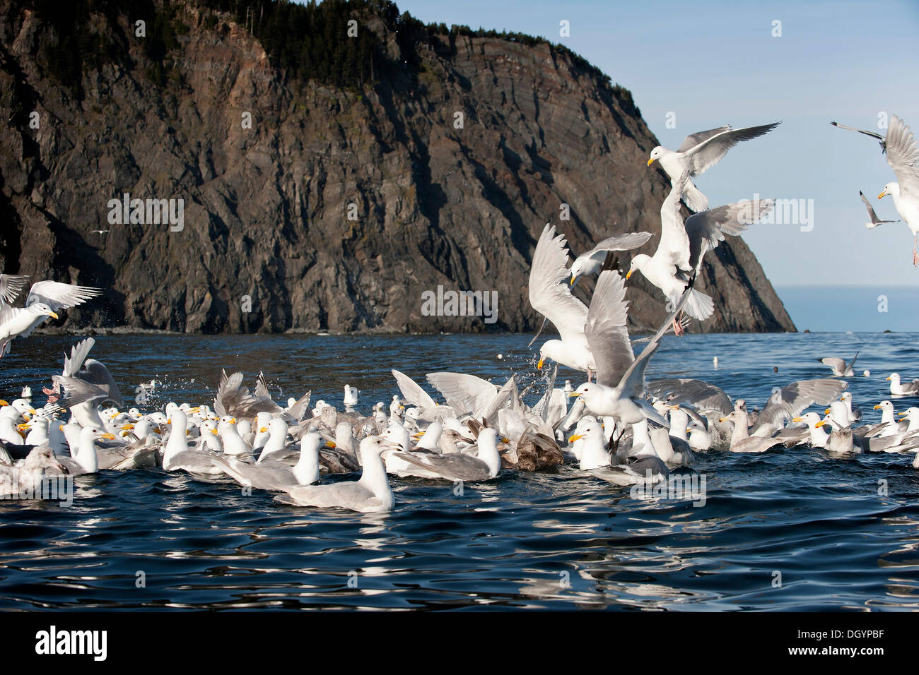 Gore Fish High Resolution Stock Photography and Images - Alamy