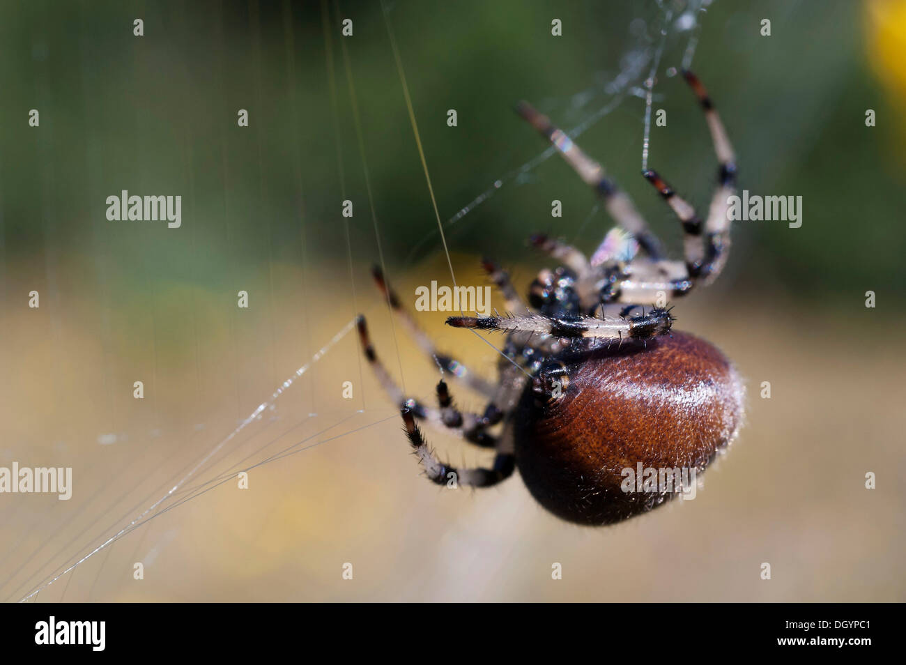 An Orb Weaver Spider (Araneidae) spins her web, Alaska Stock Photo - Alamy