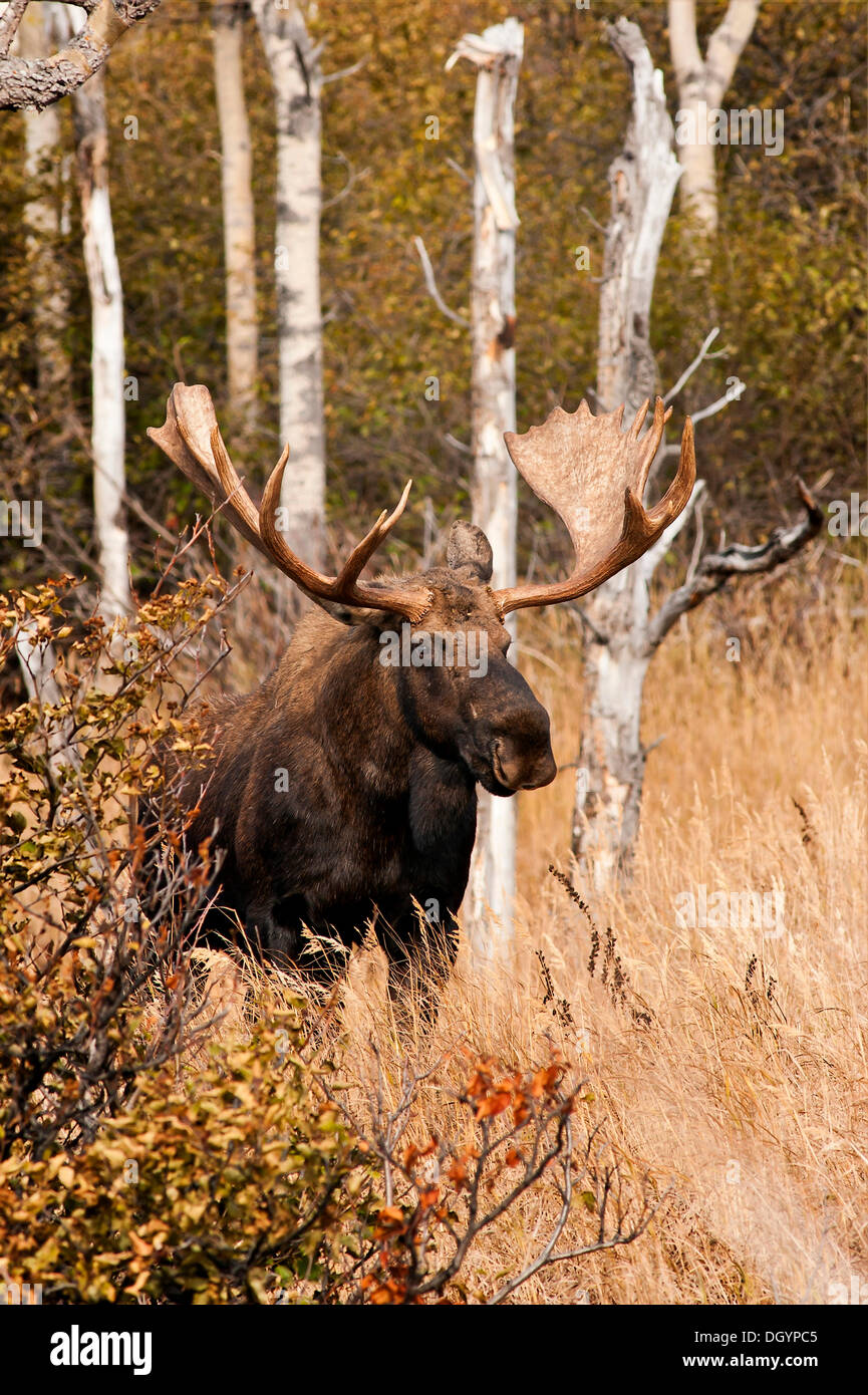 A bull Moose (Alces alces), Alaska Stock Photo - Alamy