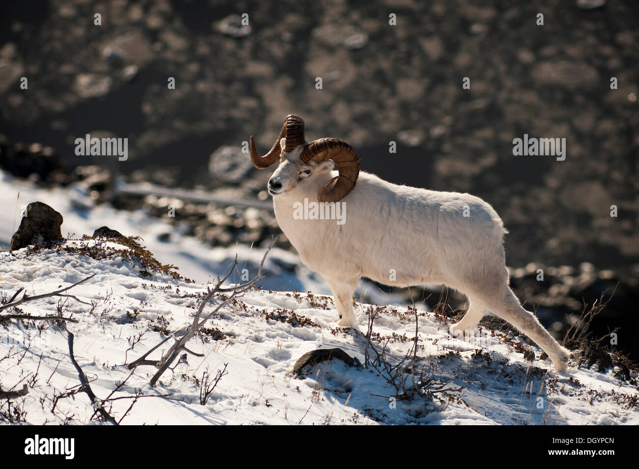 Dall sheep chugach hi-res stock photography and images - Alamy