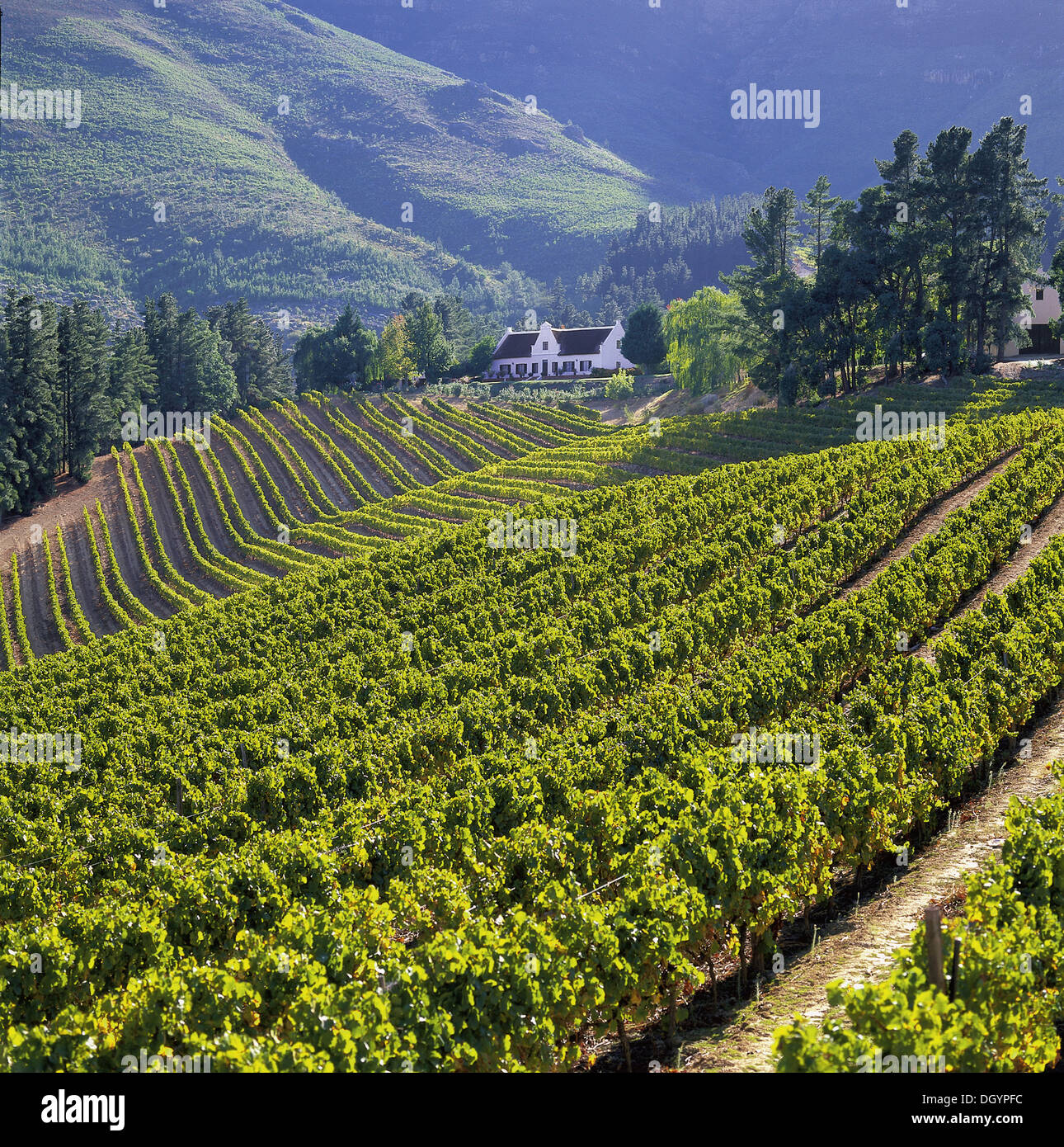 A Cape Dutch Homestead at the foot of the Franschhoek mountains nestles ...
