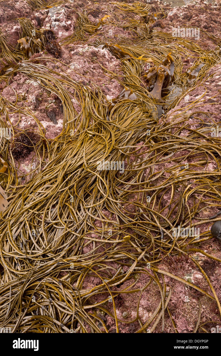 thongweed himanthalia elongata at low tide, south Devon Stock Photo - Alamy