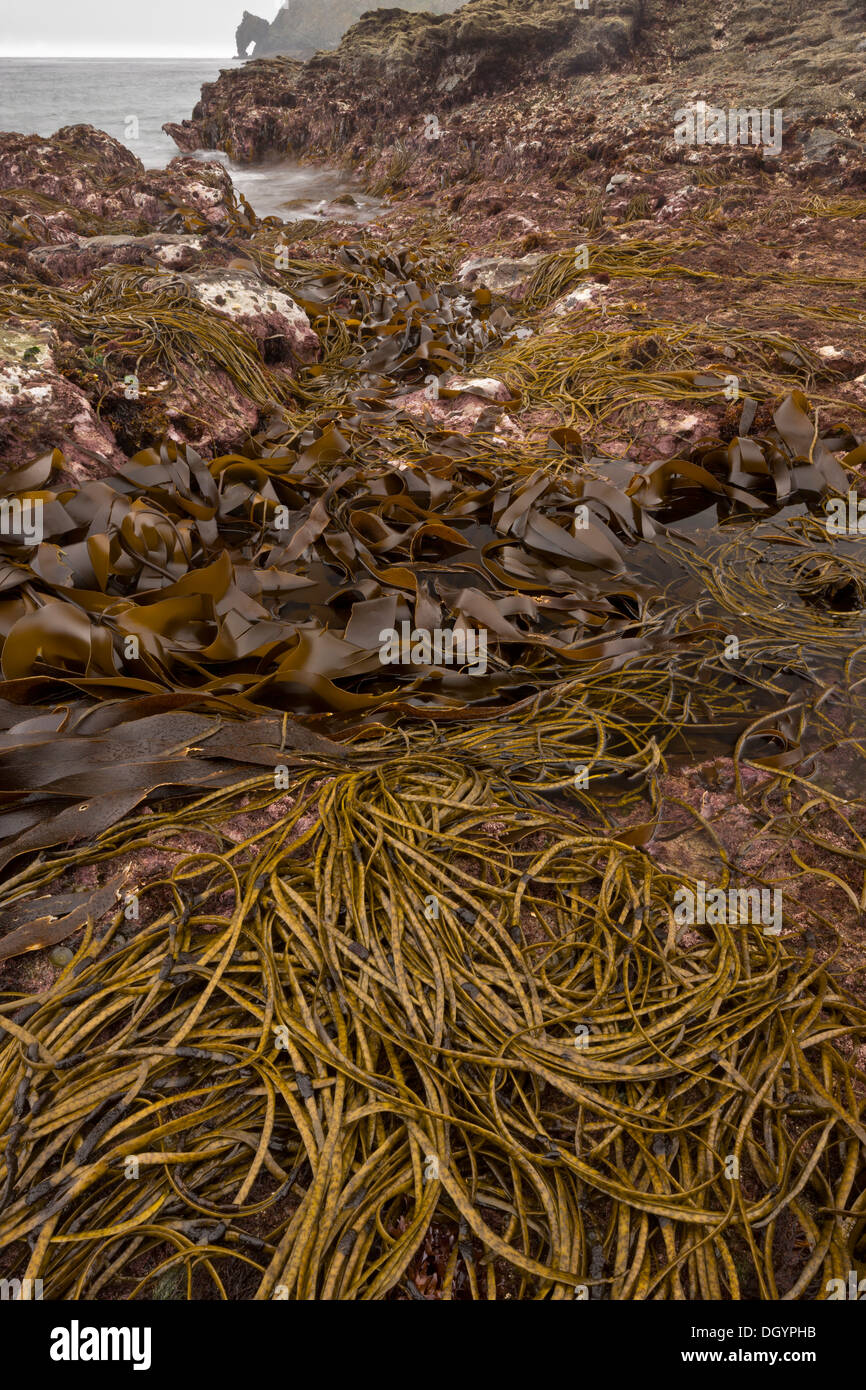 Rock-pools at very low tide at Prawle Point, south Devon coast, England ...