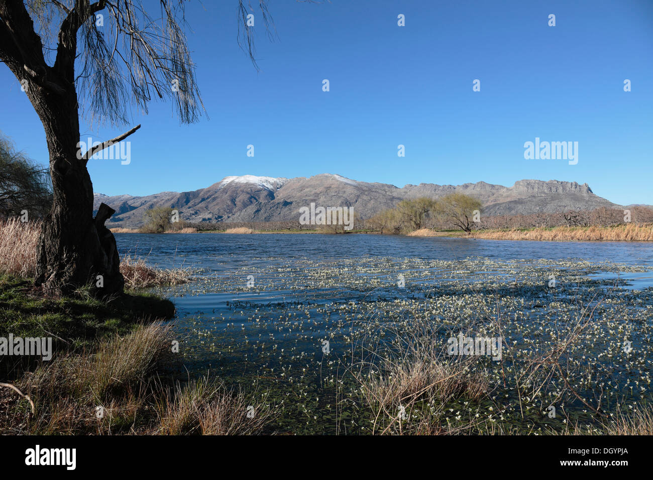 Willow tree in early spring on banks of a lake in the Witzenberg Valley ...