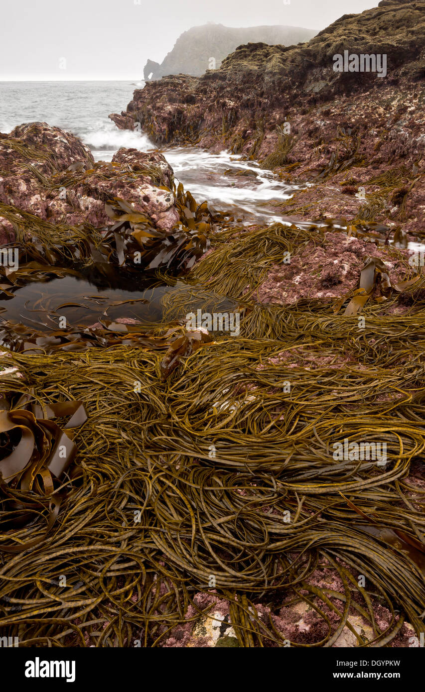 Rock-pools at very low tide at Prawle Point, south Devon coast, England ...