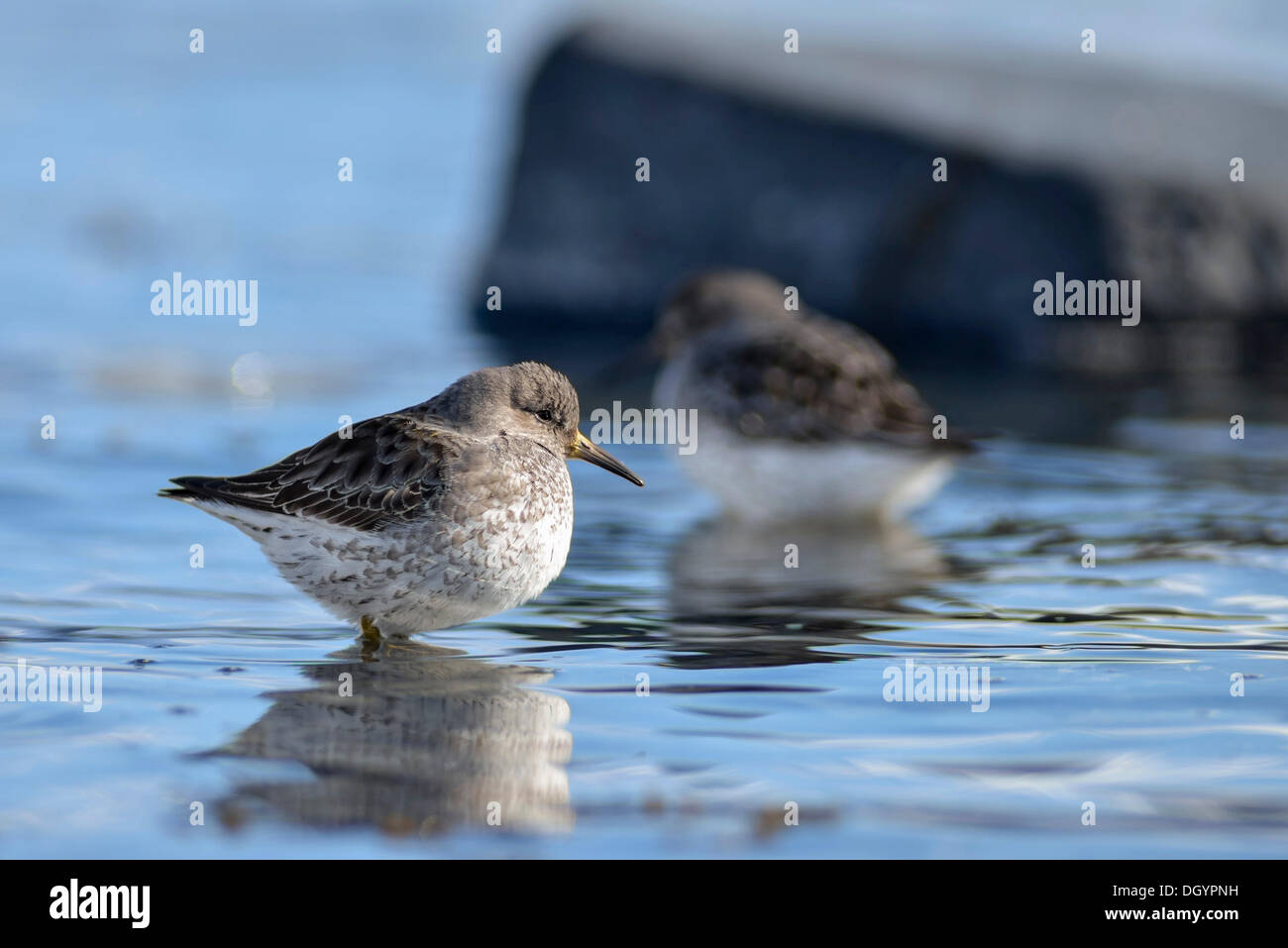 Rock sandpipers (Calidris ptilocnemis), Harriman Fjord, Prince William ...