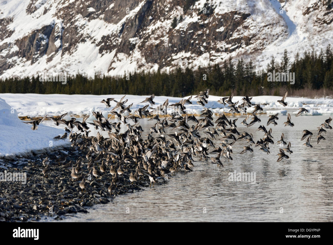 Rock sandpipers (Calidris ptilocnemis), Harriman Fjord, Prince William ...
