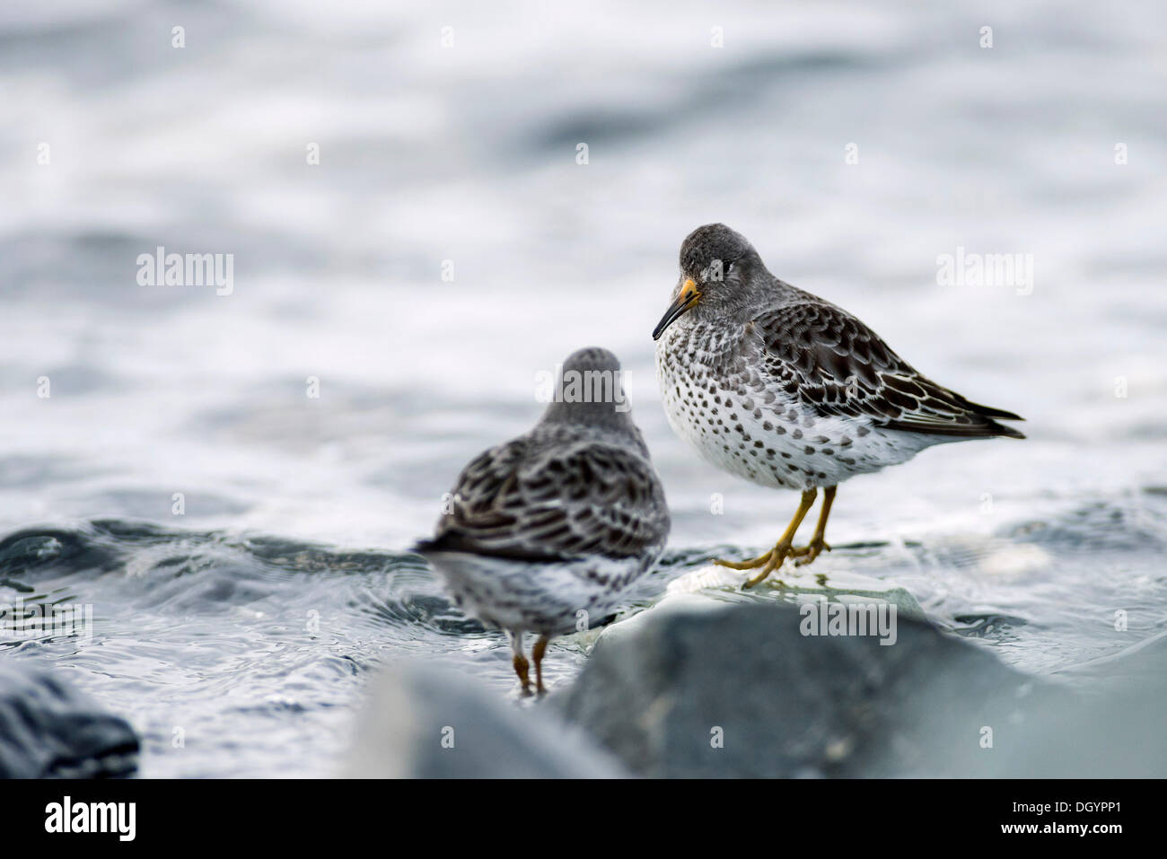 Rock sandpipers (Calidris ptilocnemis), Pakenham Point, Prince William ...
