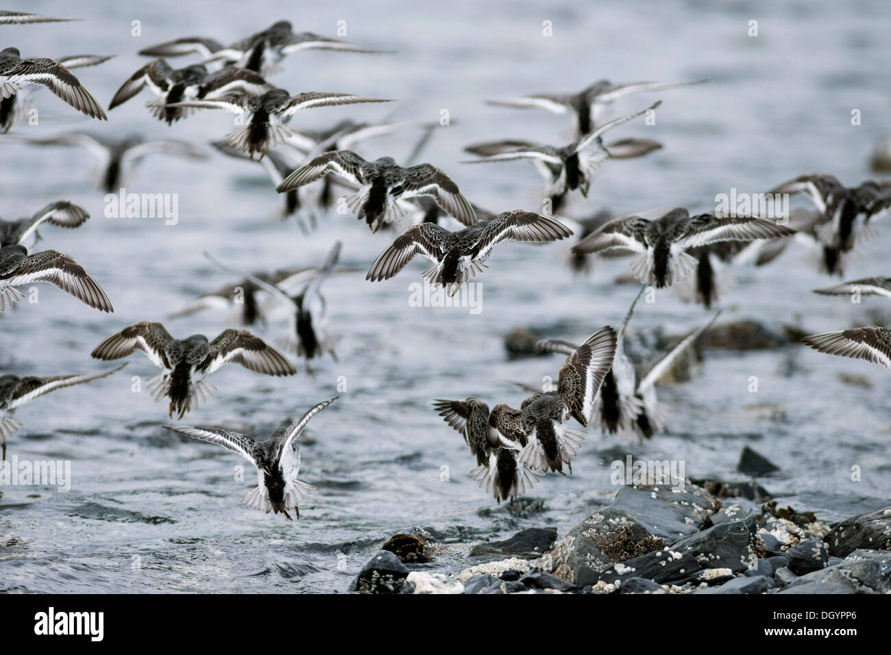 A flock of Rock sandpipers (Calidris ptilocnemis), Pakenham Point ...
