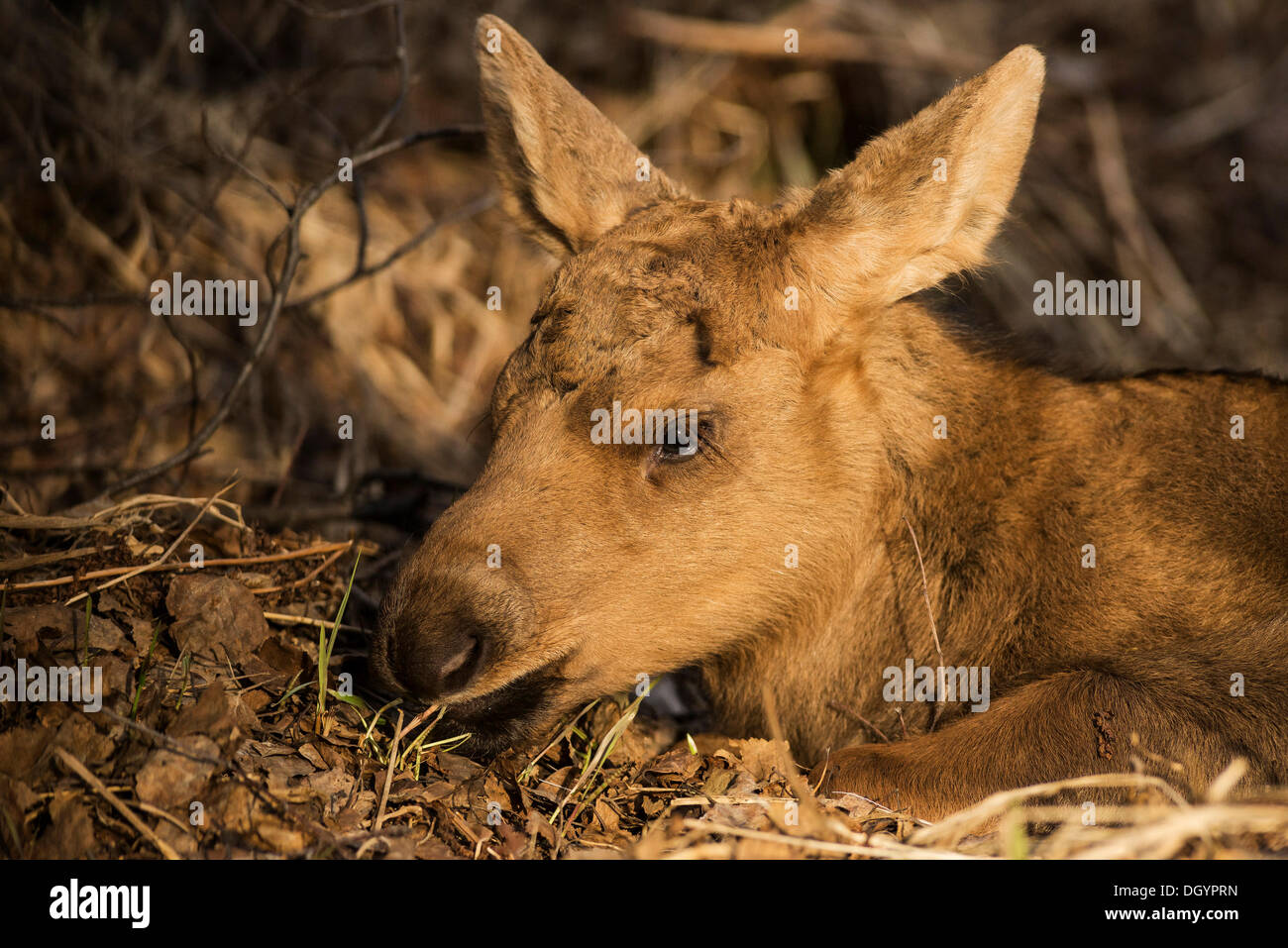 A newborn Moose calf (Alces americanus), Anchorage, Alaska, United ...