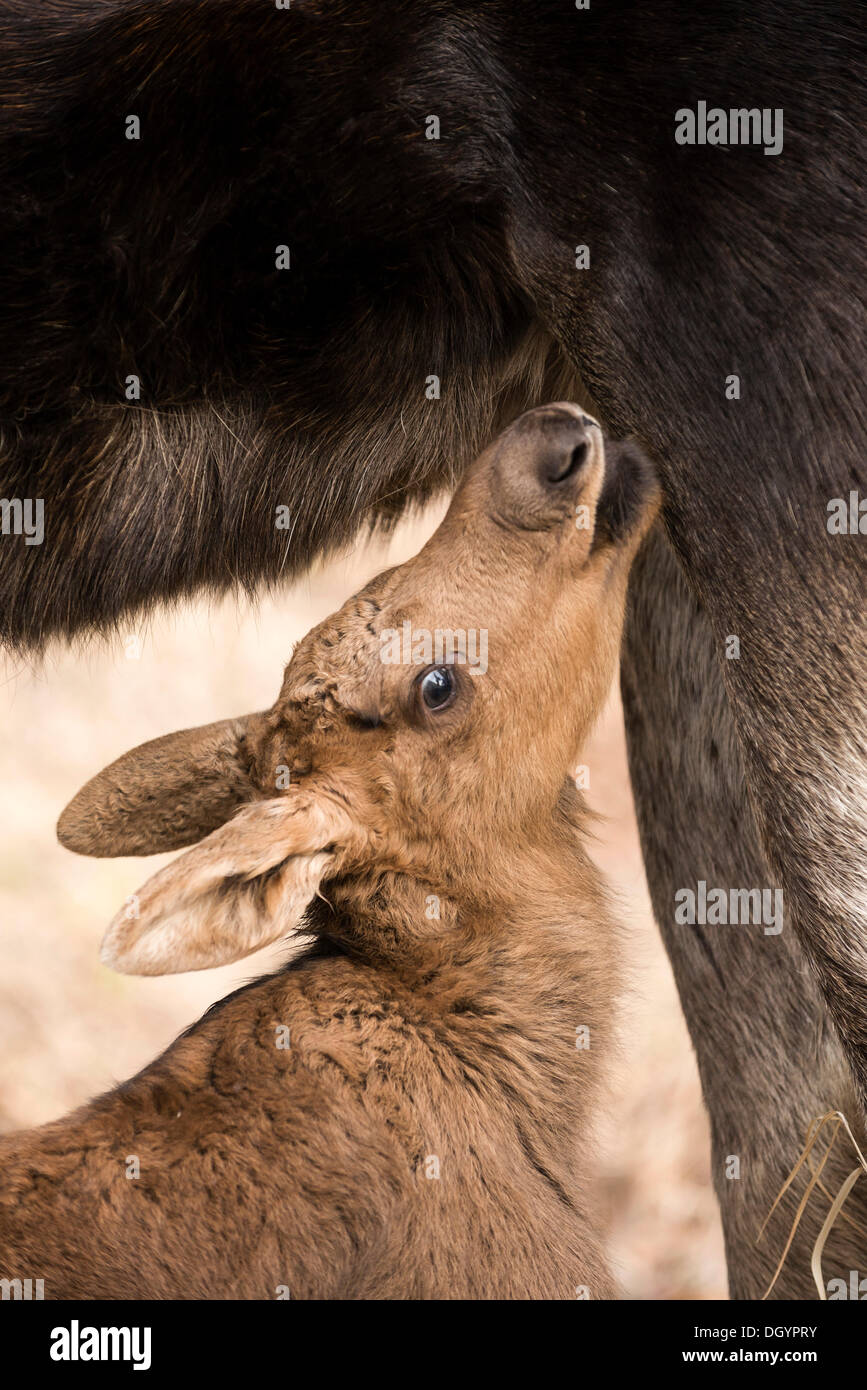 Suckling Moose calf (Alces americanus), Anchorage, Alaska, United ...