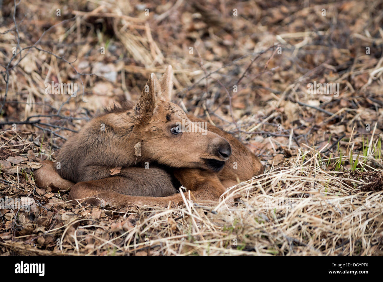A newborn Moose calf (Alces americanus), Anchorage, Alaska, United ...