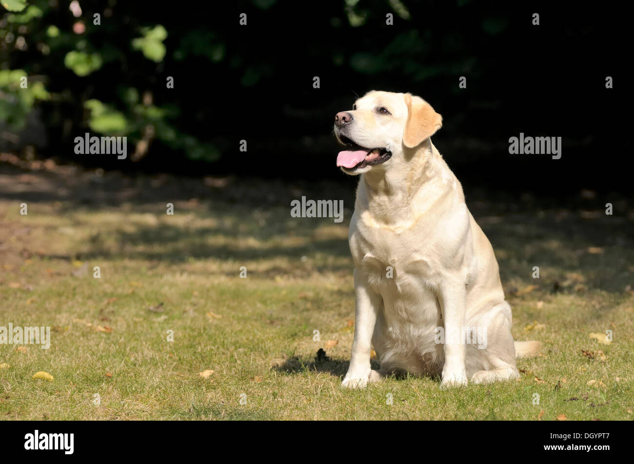 Blonde labradors hi-res stock photography and images - Alamy