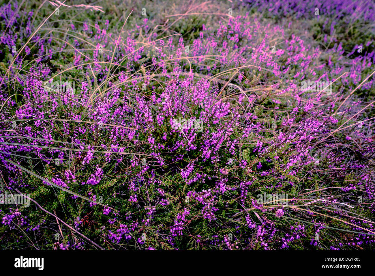 Purple heather field in natural surroundings Stock Photo - Alamy