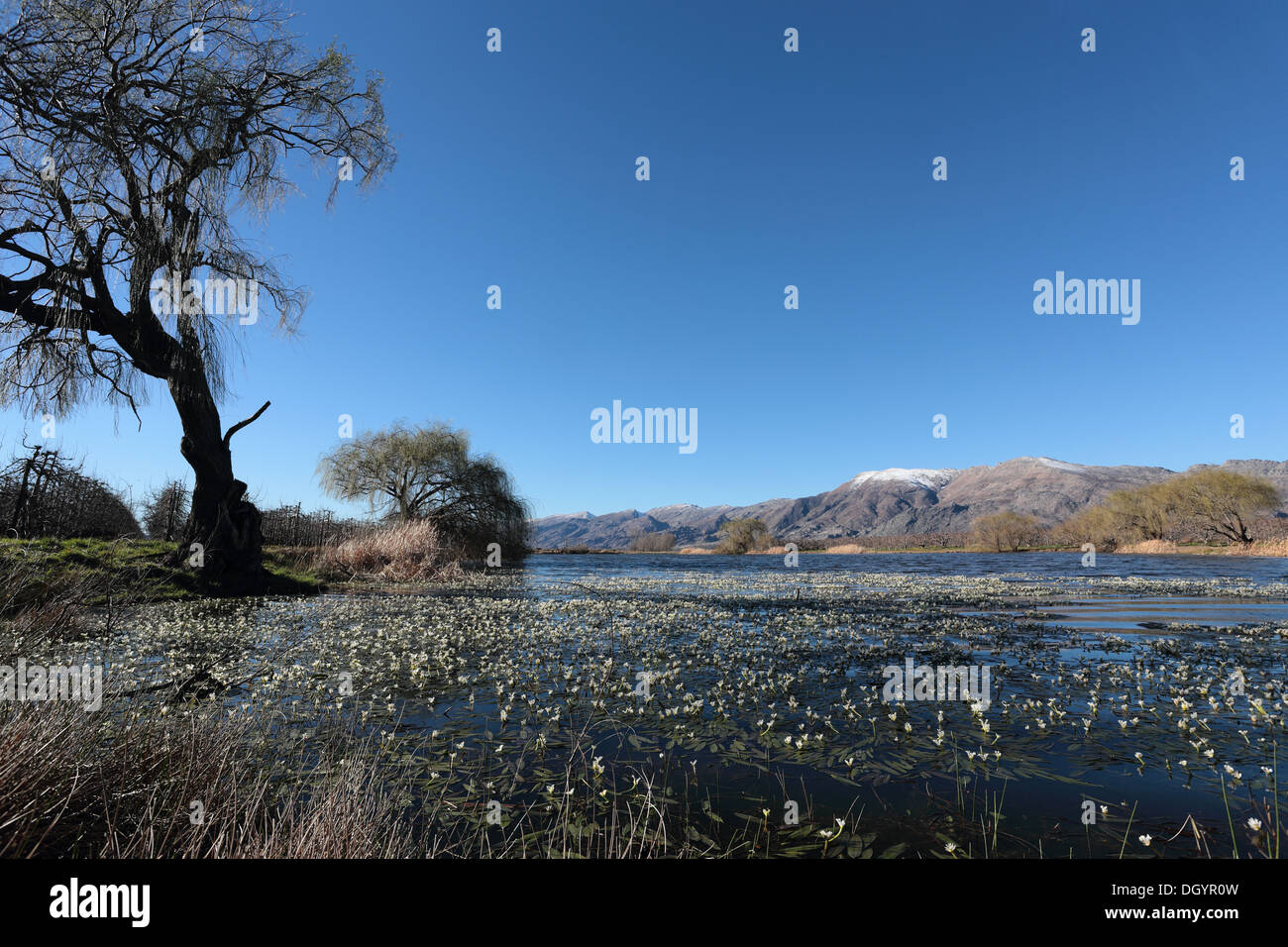 Witzenberg hi-res stock photography and images - Alamy