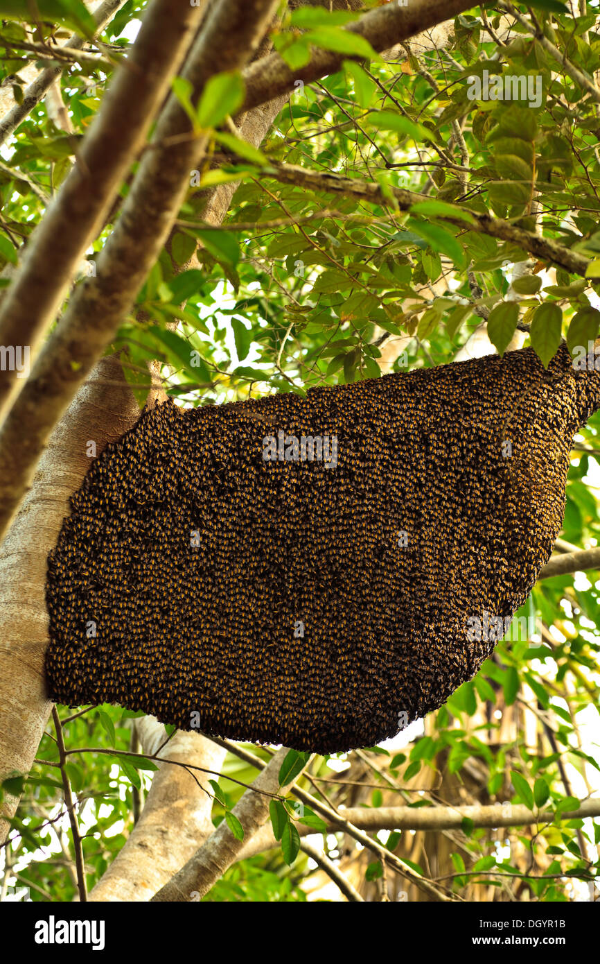 Giant Bees Nest