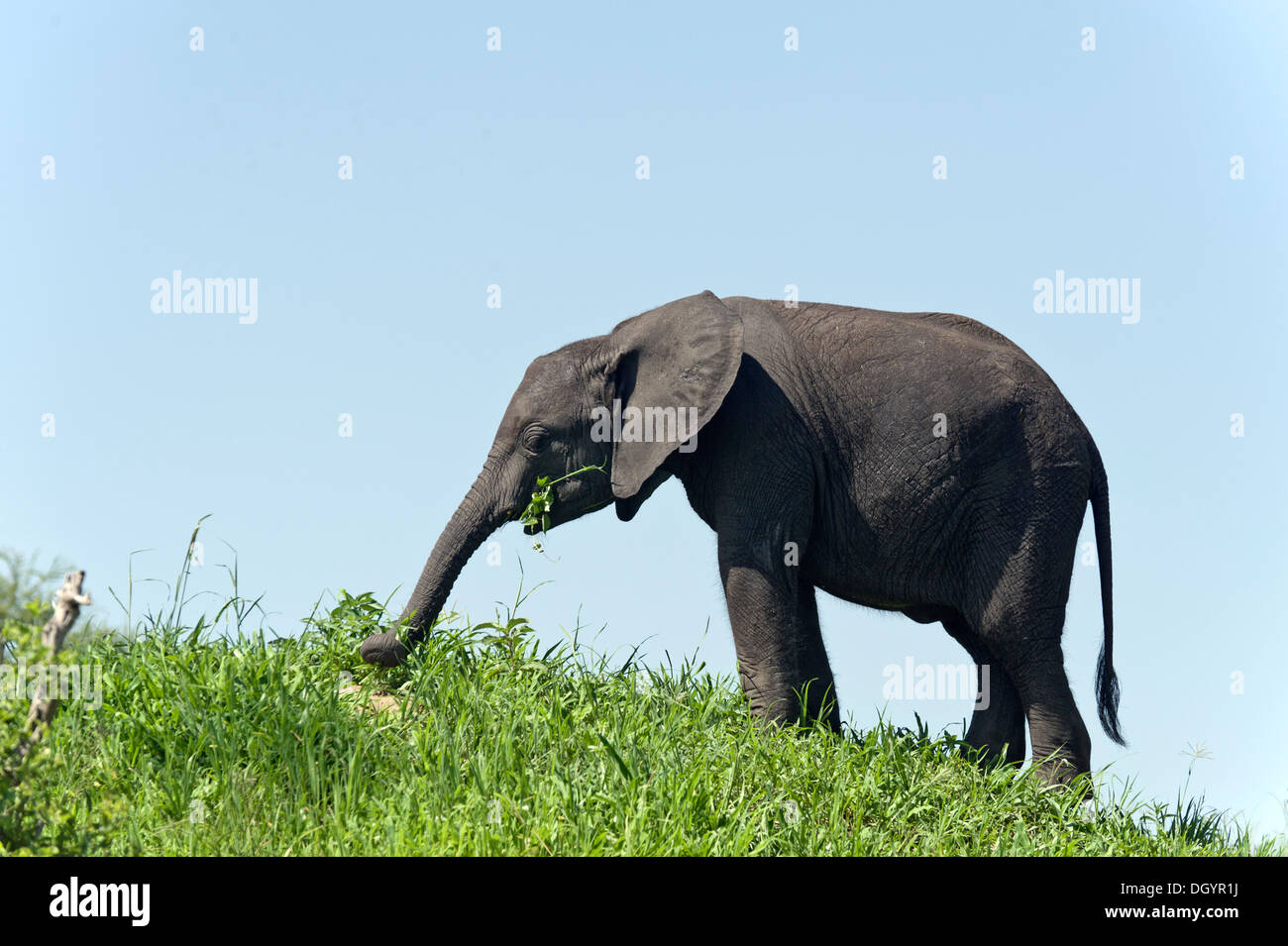 Elephant feeding calf hi-res stock photography and images - Alamy