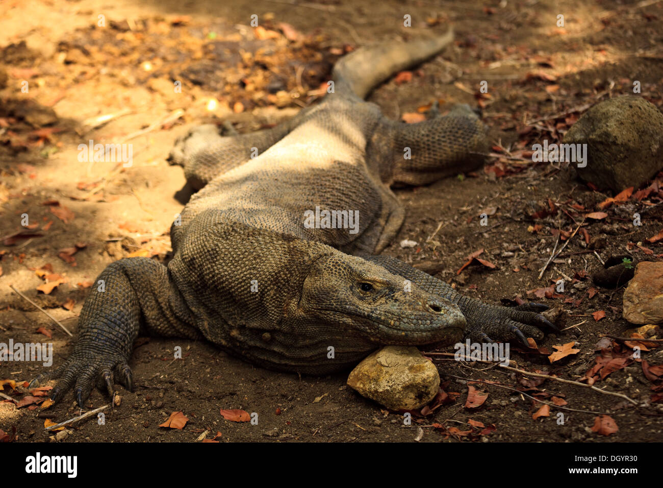 Sprawled out hi-res stock photography and images - Alamy