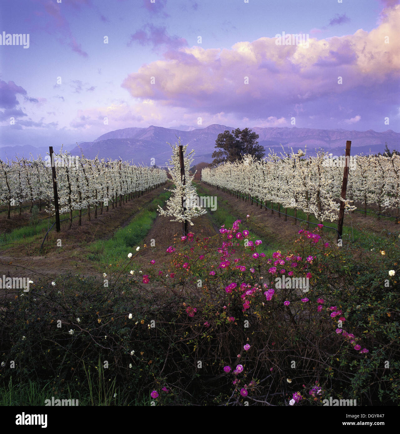 Fruit tree blossoms on a farm near Paarl Stock Photo - Alamy