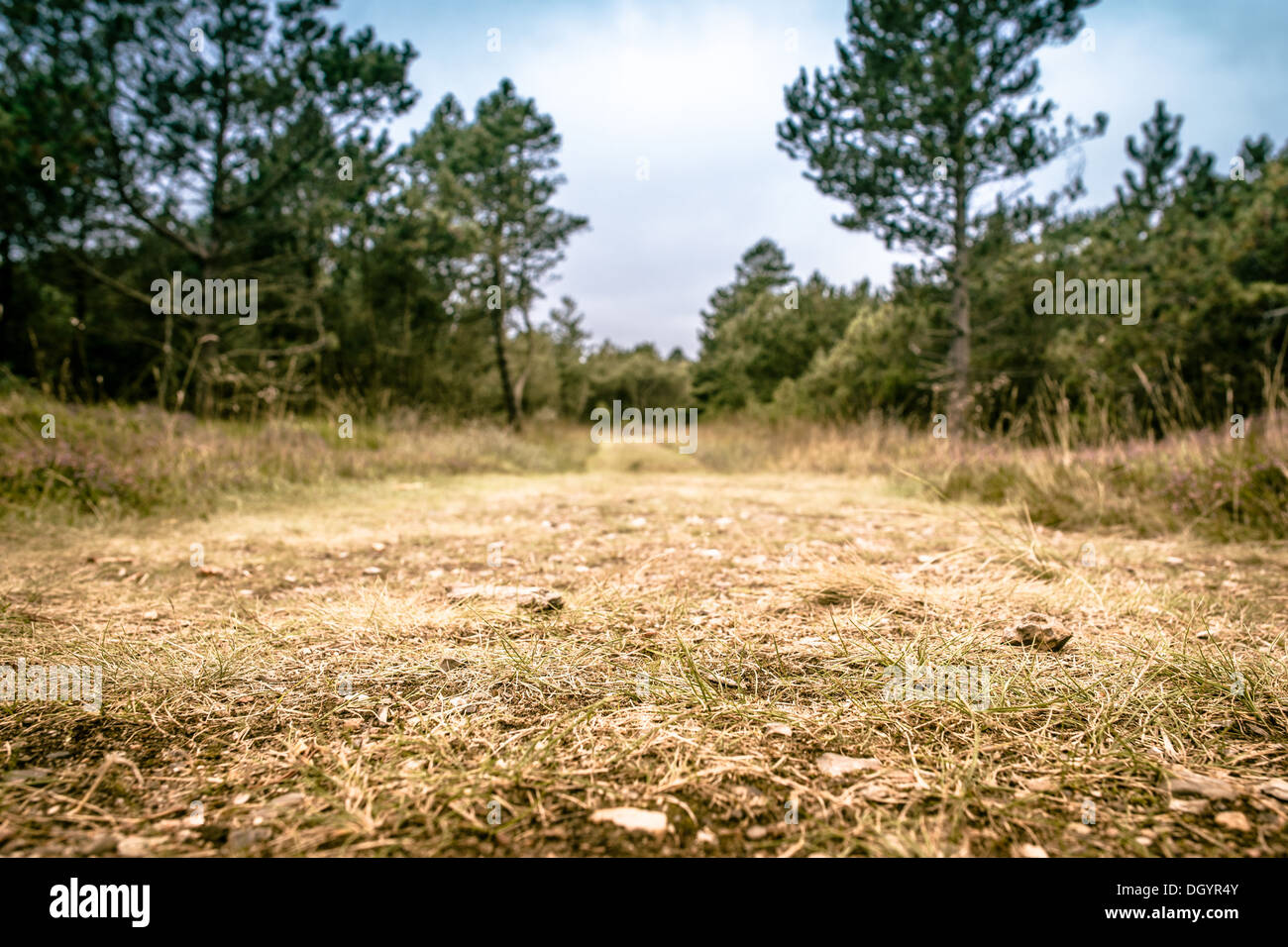 Nature path surrounded by trees and bush Stock Photo - Alamy