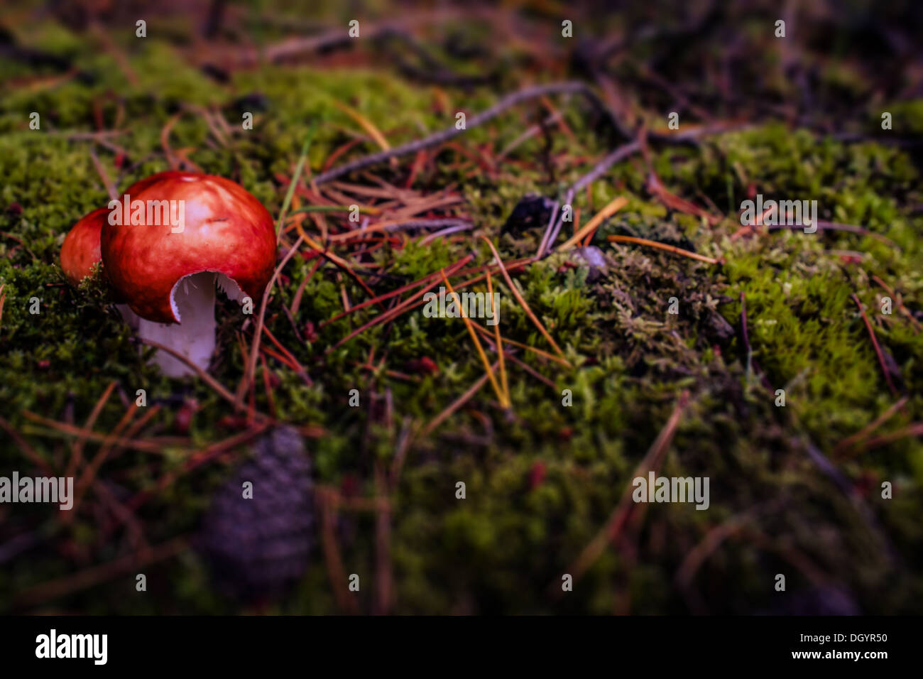 Root fungus on the forest floor hi-res stock photography and images - Alamy