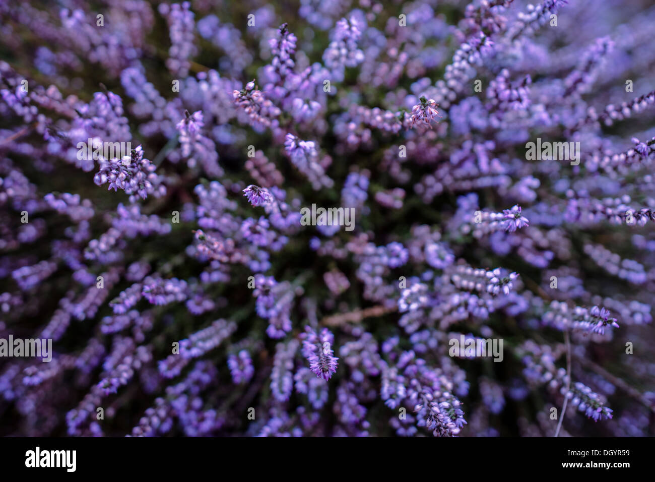 Purple heather field in natural surroundings Stock Photo - Alamy