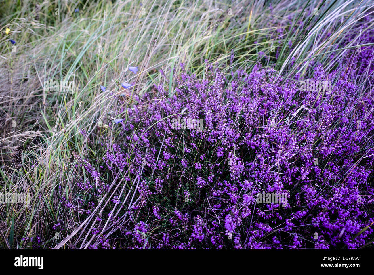 Purple heather field in natural surroundings Stock Photo - Alamy