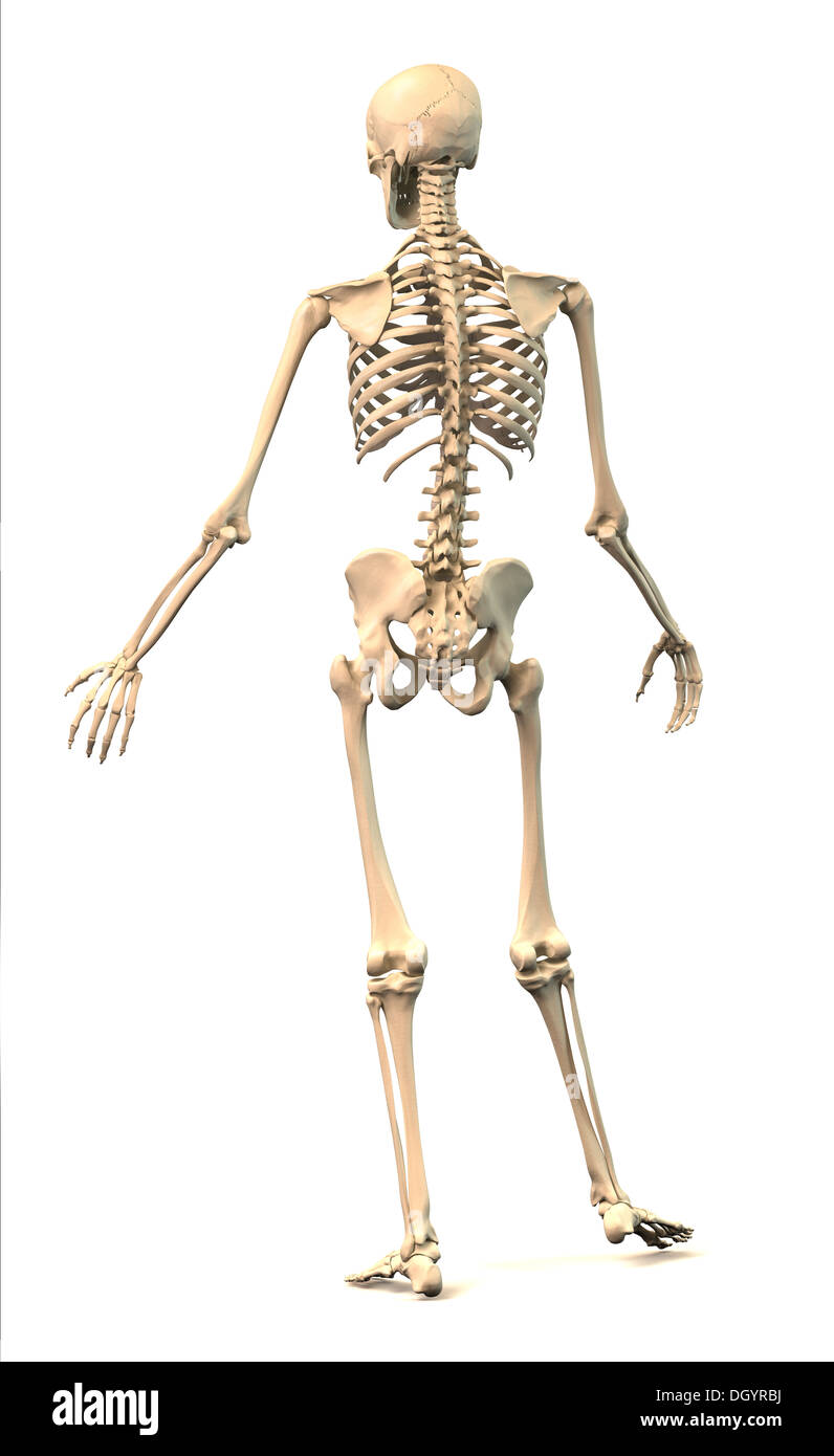 Male Human skeleton, extremely detailed and scientifically correct, in ...