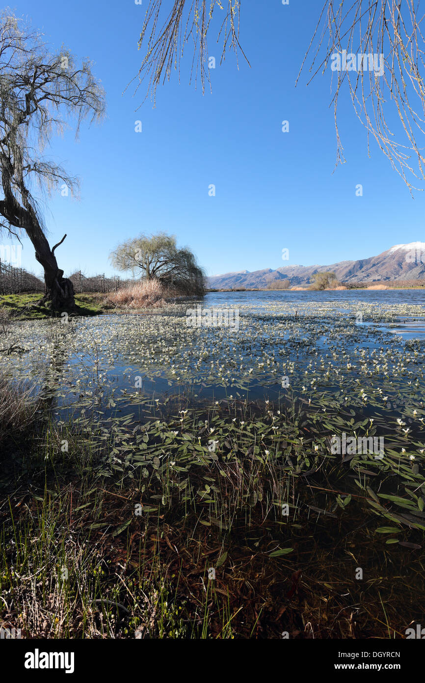 Willow tree in early spring on banks of a lake in the Witzenberg Valley ...