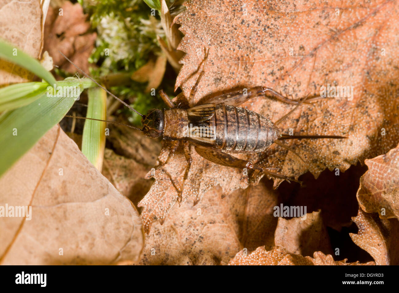 Wood cricket insect hi-res stock photography and images - Alamy