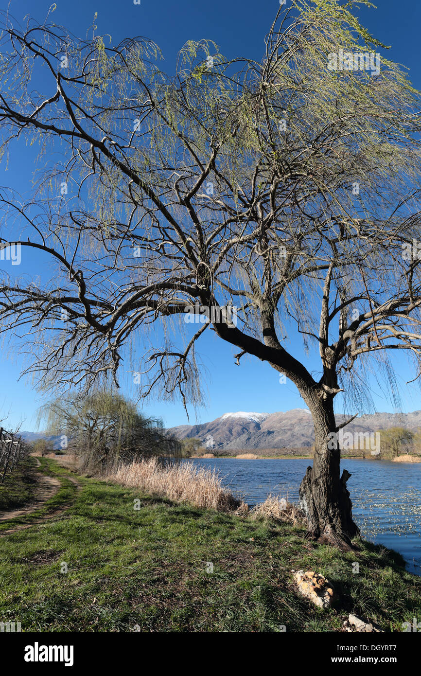 Willow tree in early spring on banks of a lake in the Witzenberg Valley ...