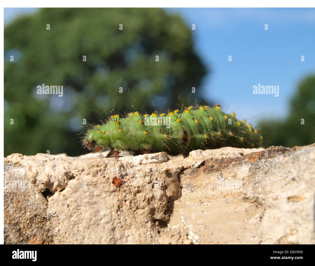 colorful caterpillar on stone wall Stock Photo - Alamy
