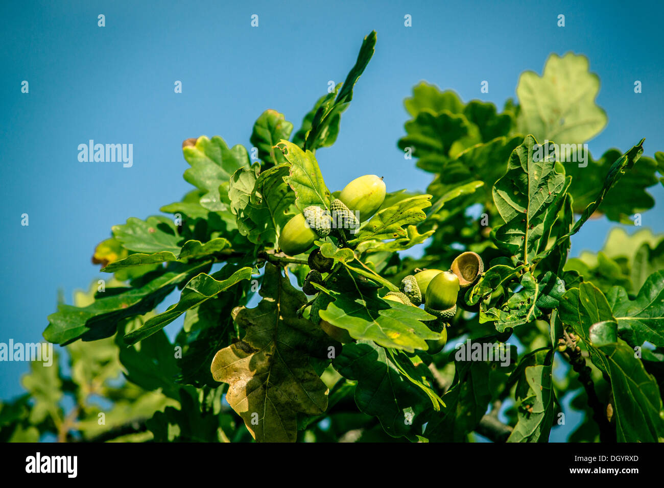 Green acorn hanging from tree hi-res stock photography and images - Alamy
