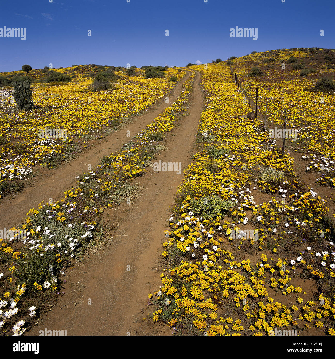 Namaqualand during Spring Stock Photo - Alamy